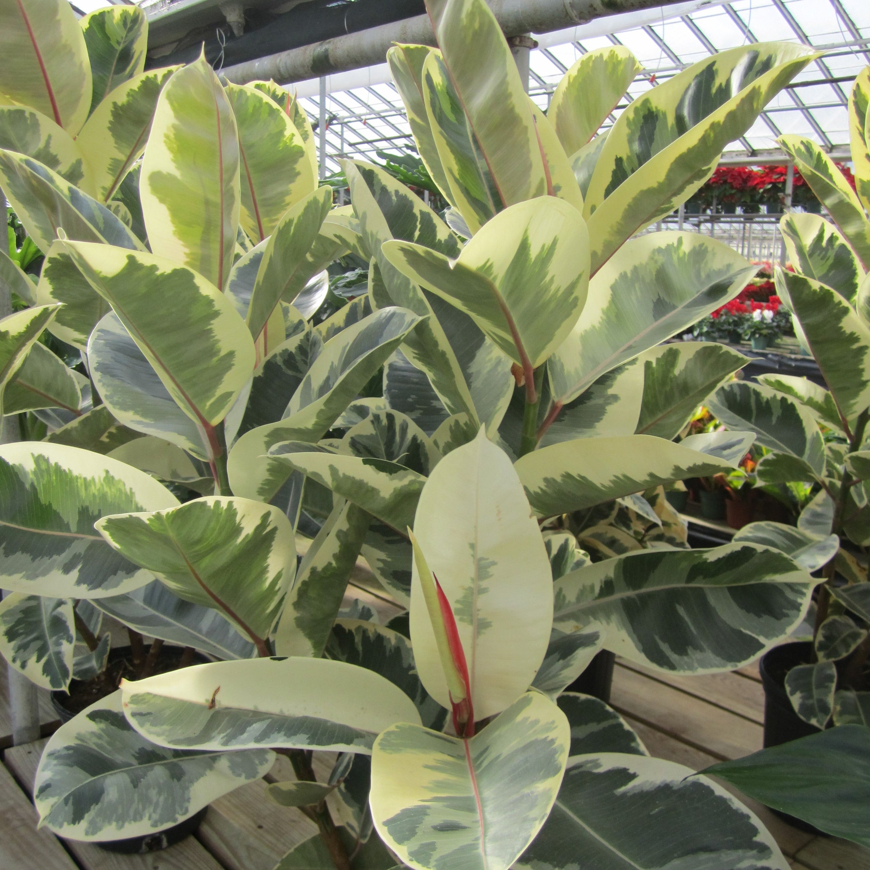 Add a Touch of Elegance with Our Tricolor Rubber Plant Variegated Leav ...