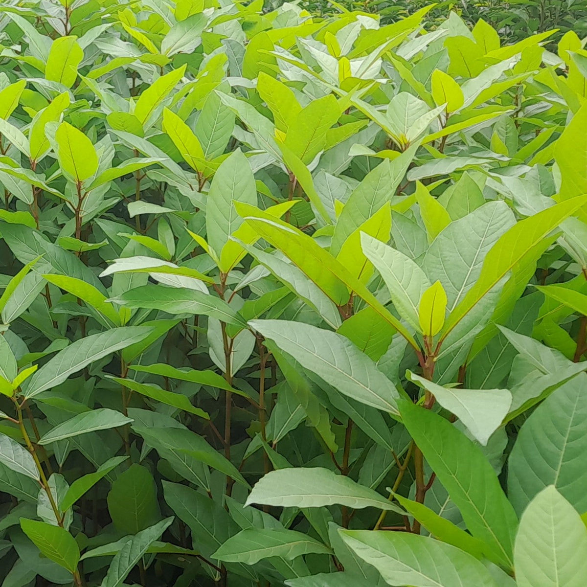 Ficus Racemosa Trees For Sale | Bring Home A Piece Of Nature's Marvel ...