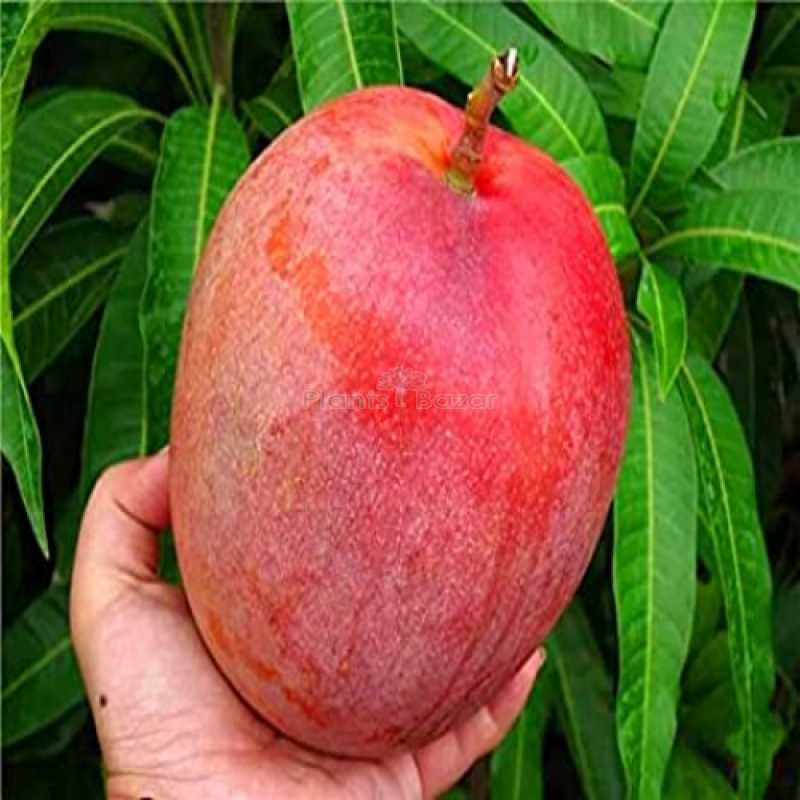 Vietnam Mango All Time Vietnam Mango — PlantsMarket